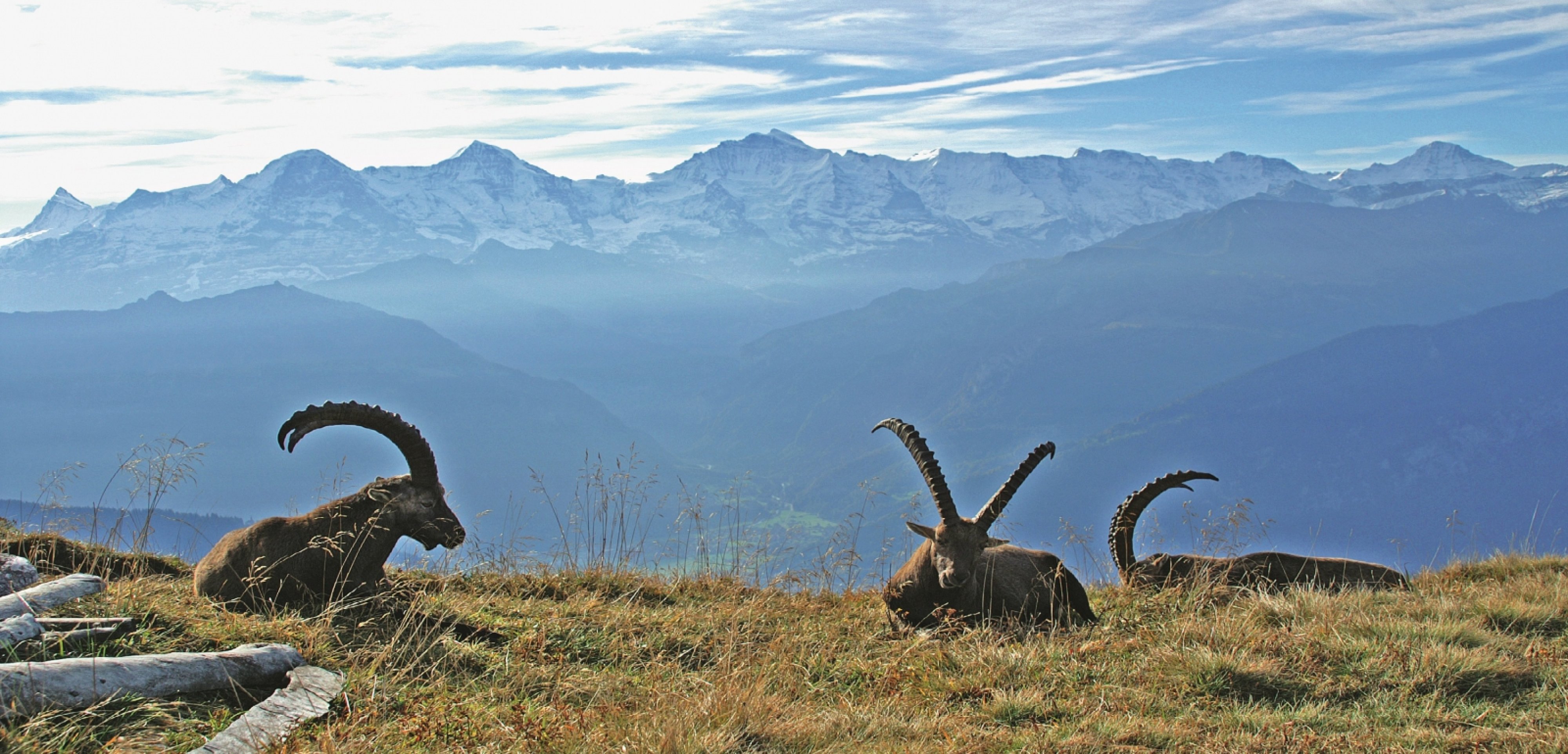 Beatenberg near Interlaken | Hotel Restaurant Beausite Beatenberg ...